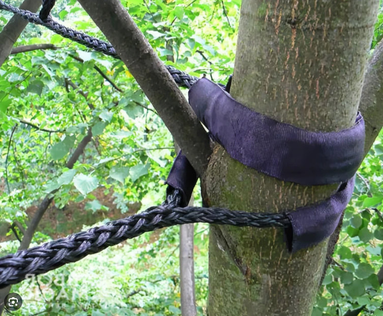 Tree Cabling – IG Tree Care Services Inc.